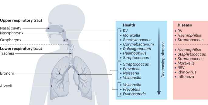 Respiratory Infections in Older Adults: Prevention and Care
